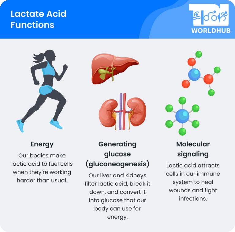 What Supplement Helps Reduce Lactic Acid | TriWorldHub